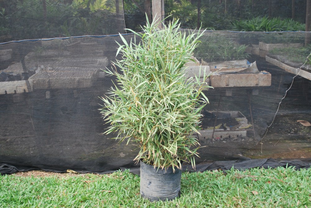 variegated bamboo 1 | Cainta Plant Nursery