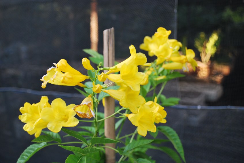 Bignonia Tree
