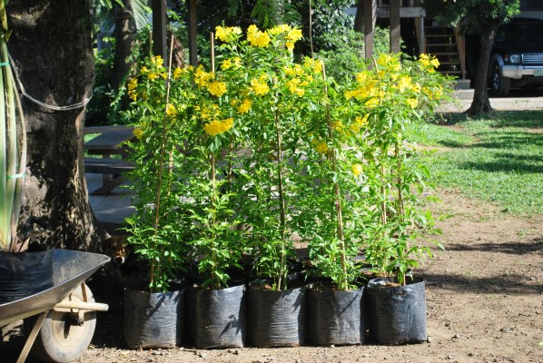 Our Products | Cainta Plant Nursery