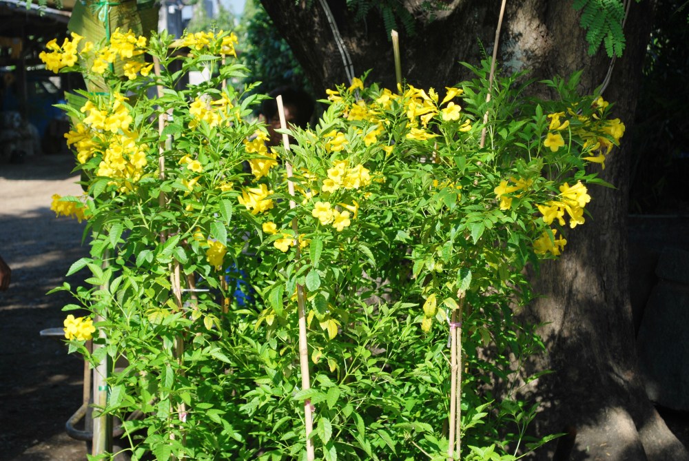 yellow bignonia 2 | Cainta Plant Nursery