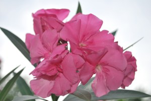 Adelfa | Cainta Plant Nursery