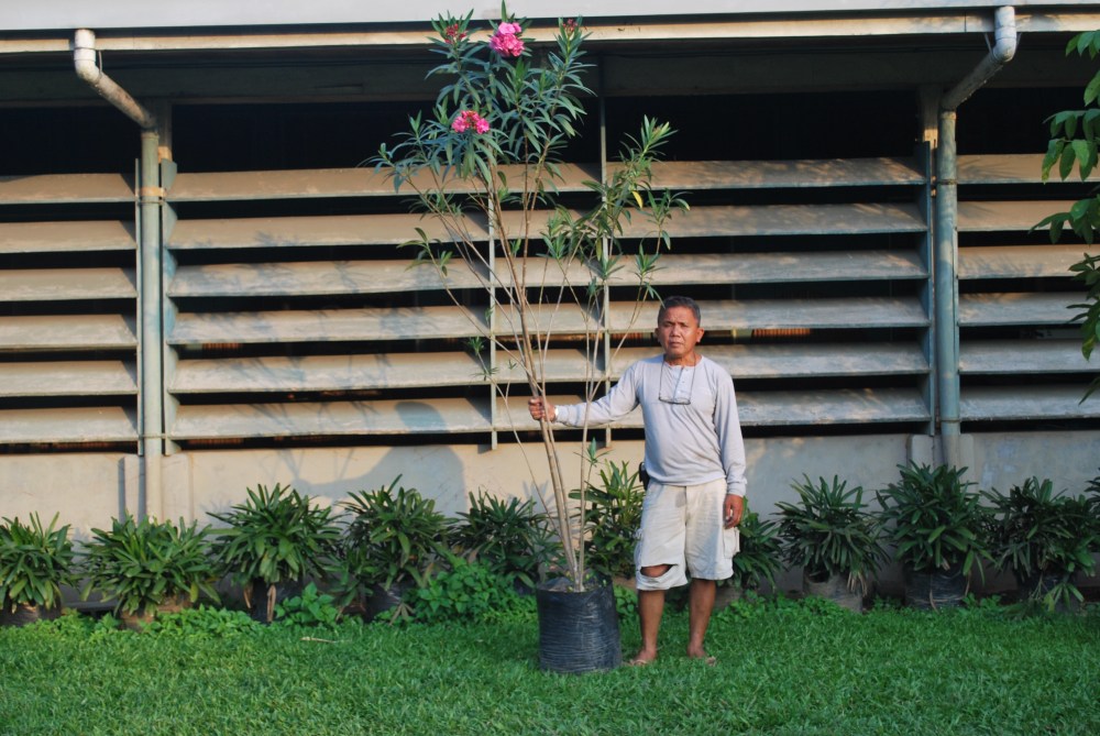 adelfa 2 | Cainta Plant Nursery