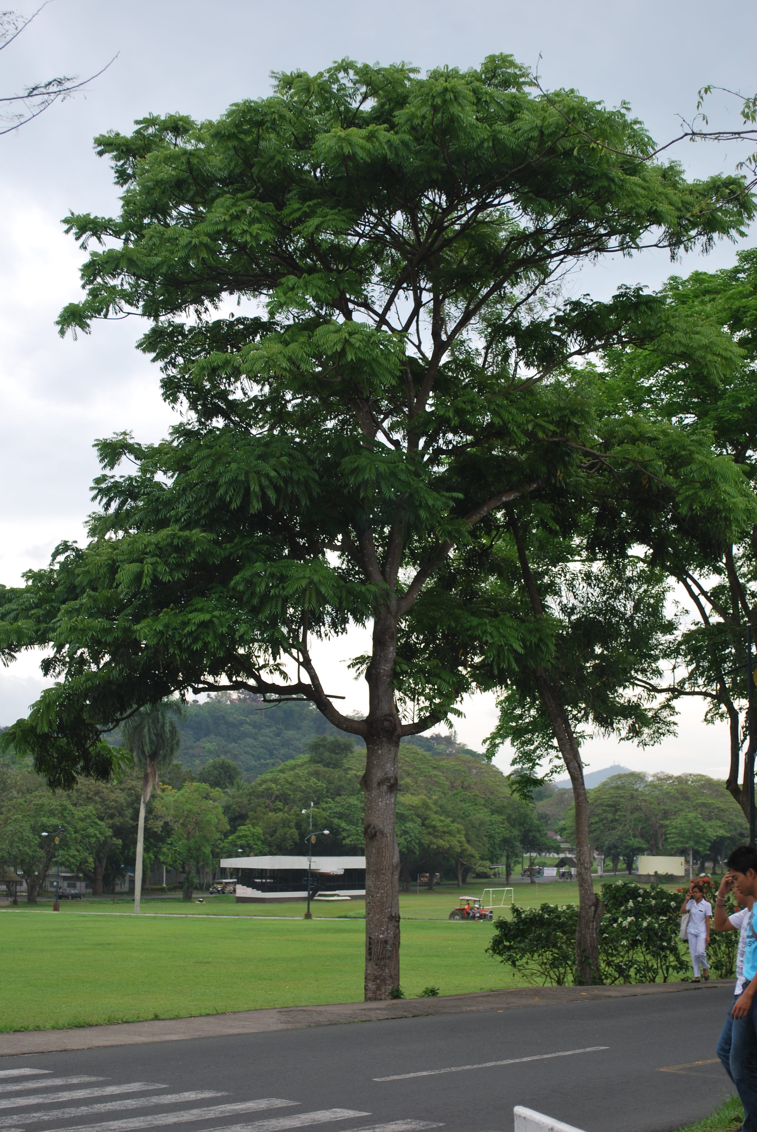 Amugis | Cainta Plant Nursery