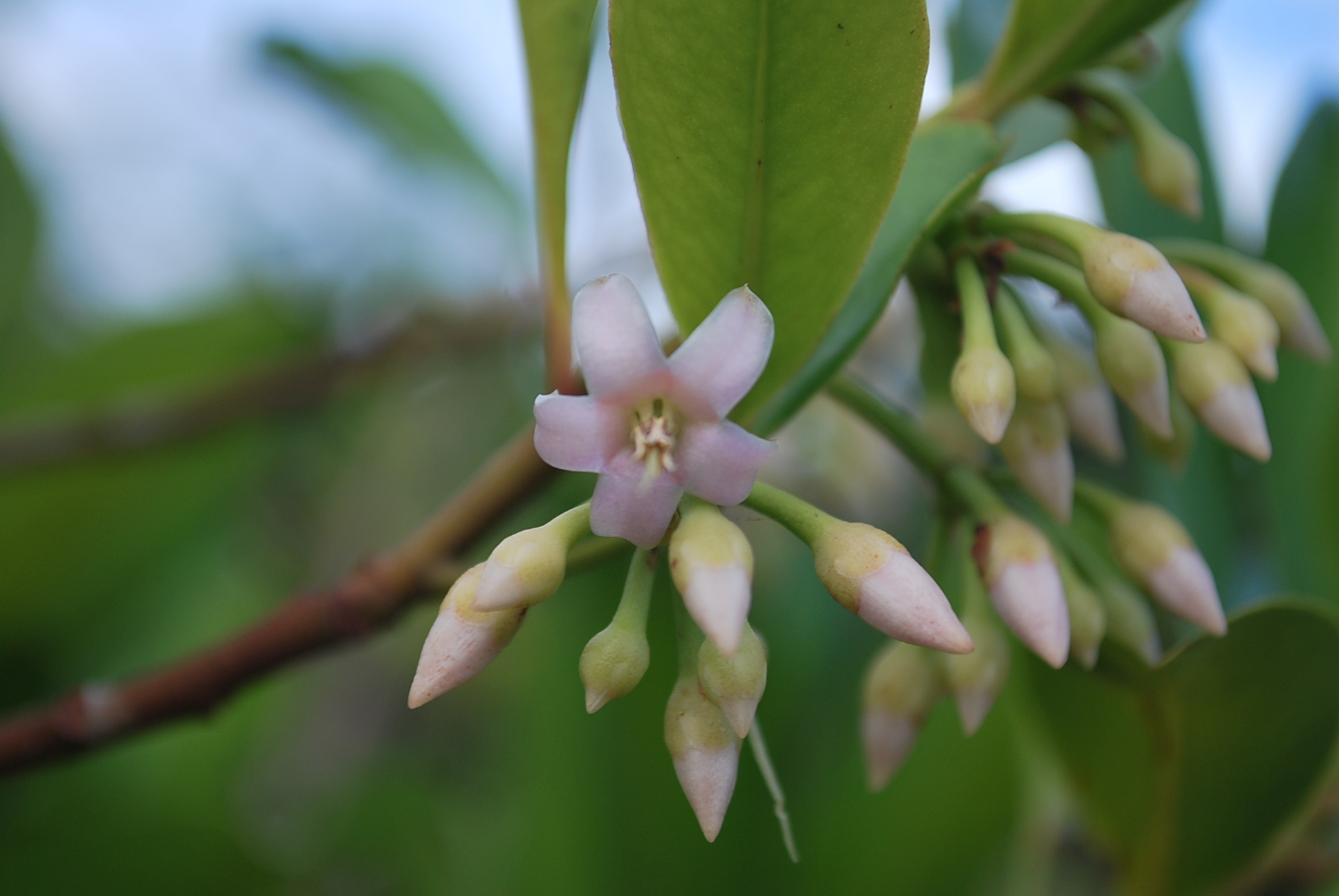 Ardisia | Cainta Plant Nursery