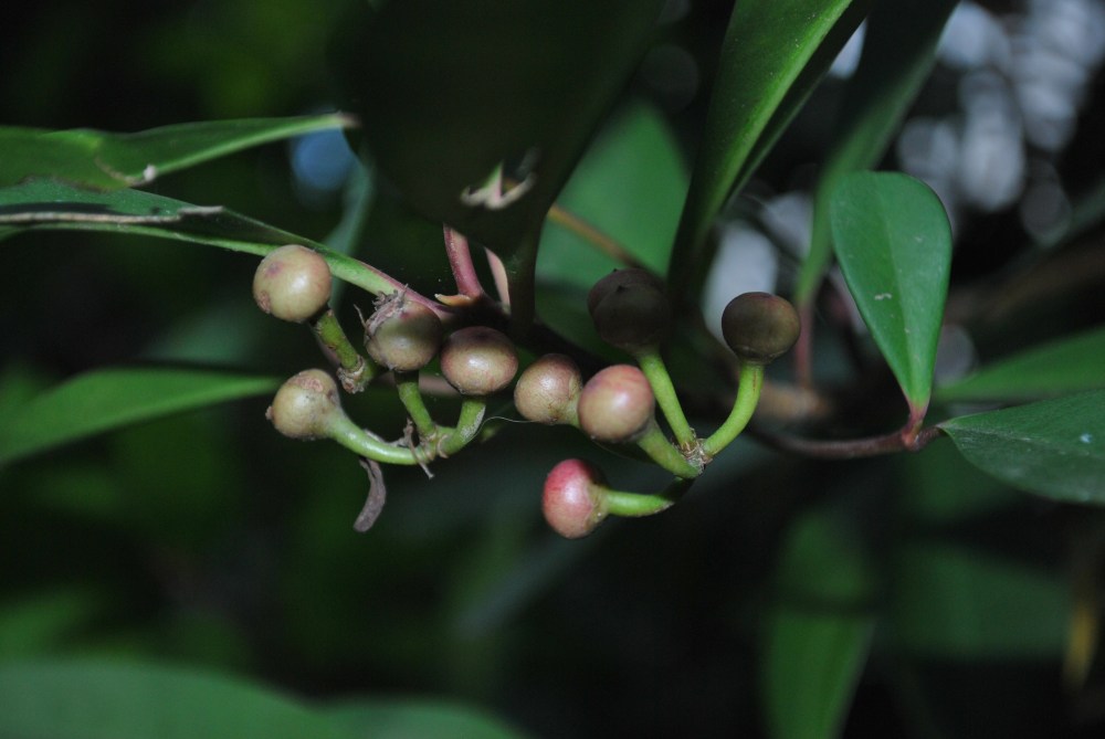 ardisia fruit | Cainta Plant Nursery