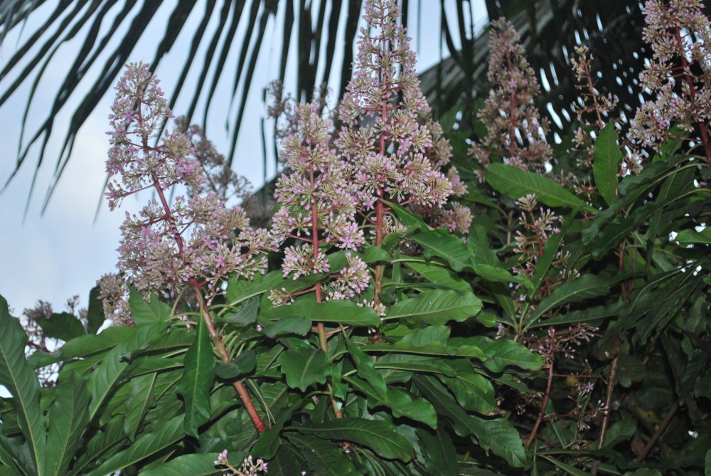 aunasin flowers 1 | Cainta Plant Nursery