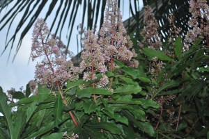 Aunasin | Cainta Plant Nursery