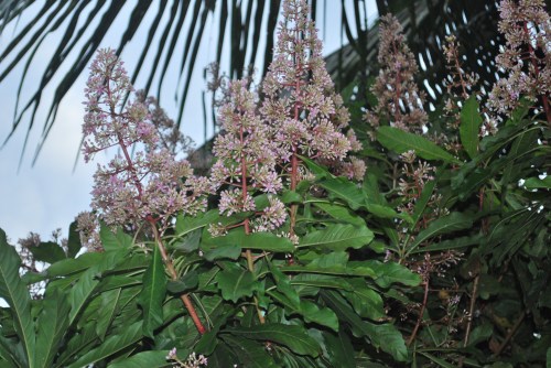 aunasin flowers 1 | Cainta Plant Nursery