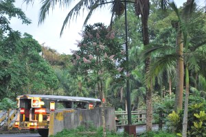 Aunasin | Cainta Plant Nursery