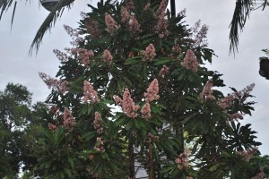 Aunasin | Cainta Plant Nursery