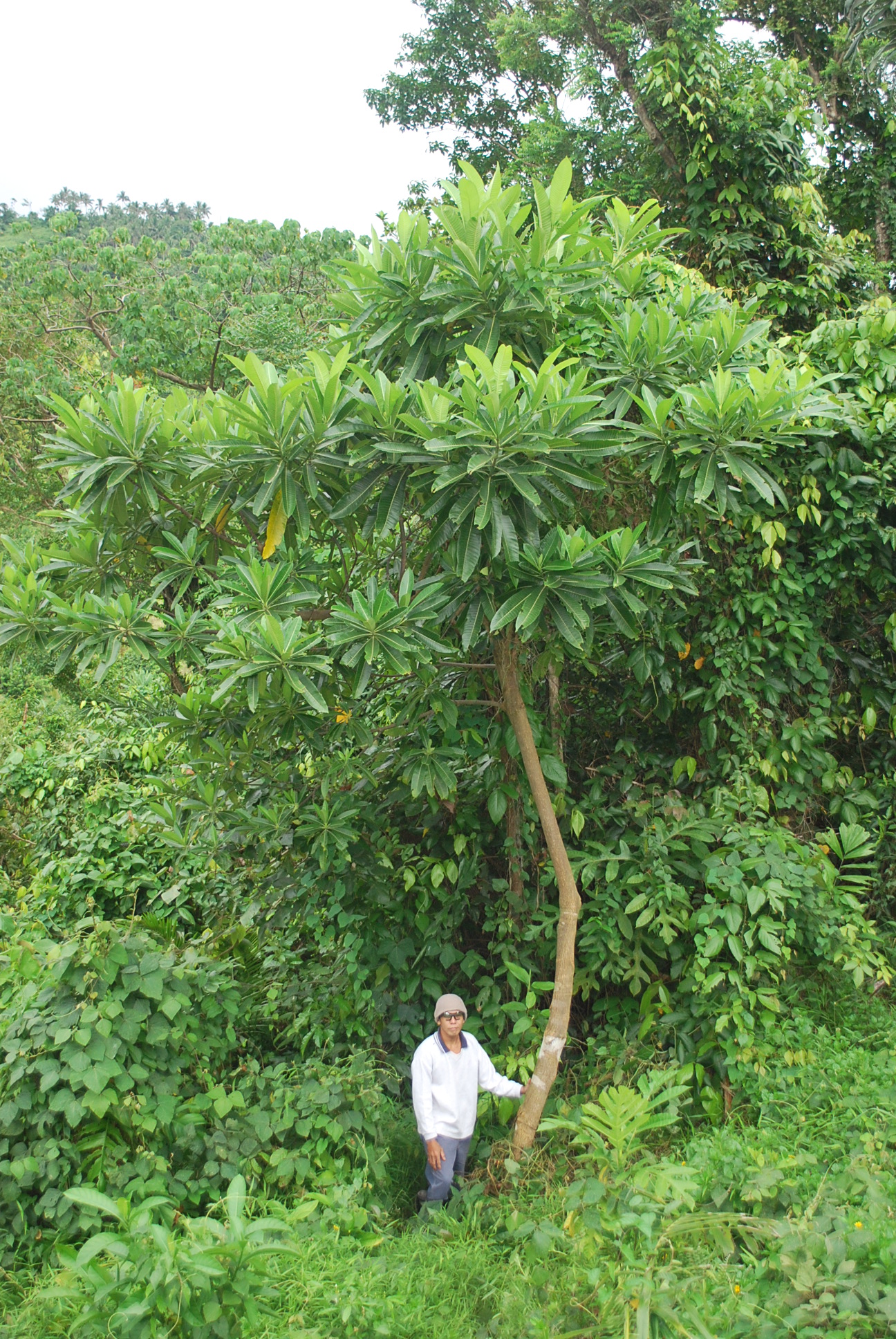 Batino | Cainta Plant Nursery