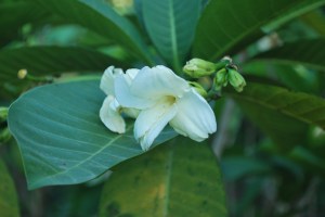 Philippine Indigenous Plants | Cainta Plant Nursery
