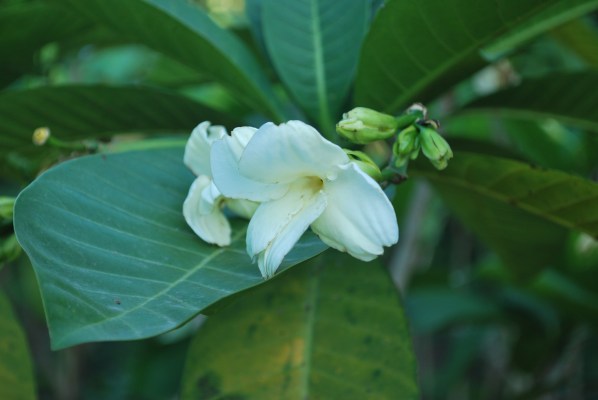 Philippine Indigenous Plants | Cainta Plant Nursery