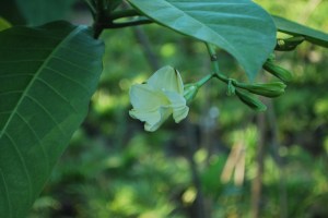 Bayag-usa | Cainta Plant Nursery