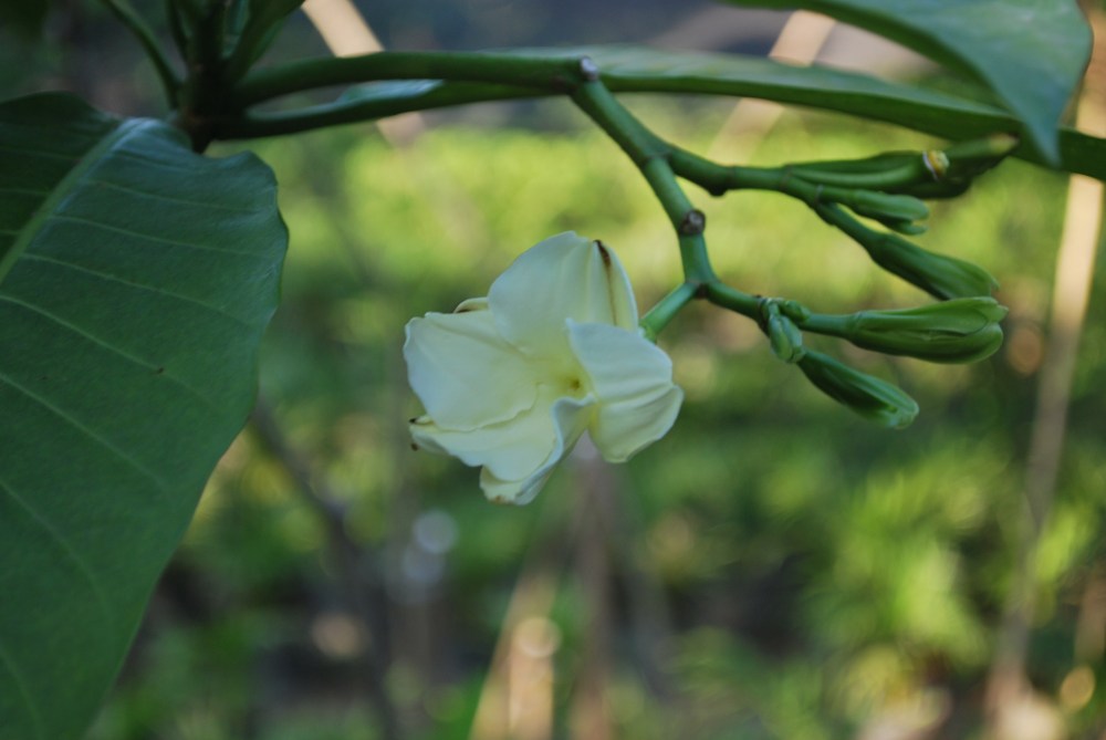 bayagusa flower 2 | Cainta Plant Nursery