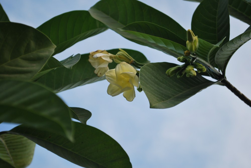 bayag usa flower 1 | Cainta Plant Nursery