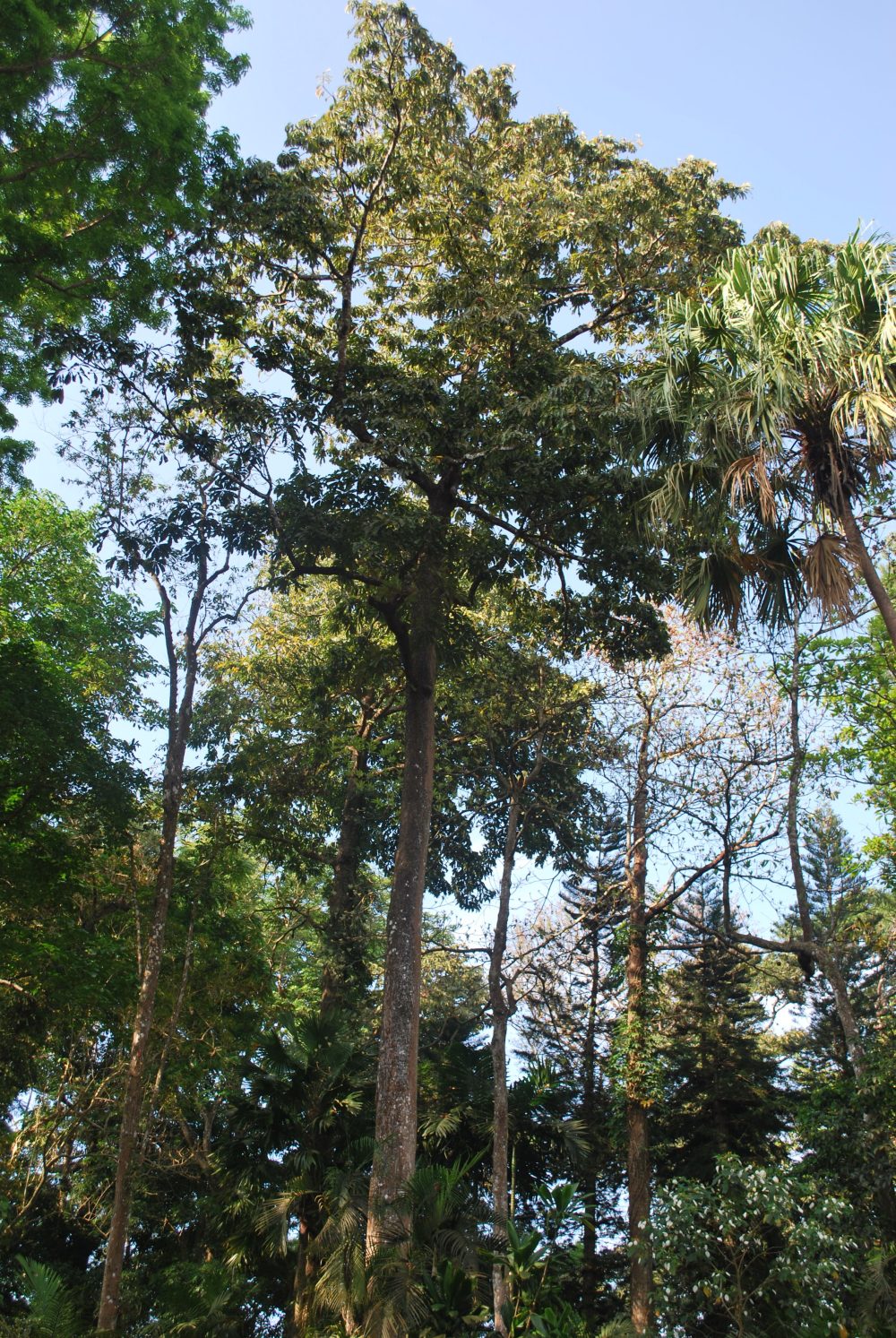 Betis tree 3 | Cainta Plant Nursery