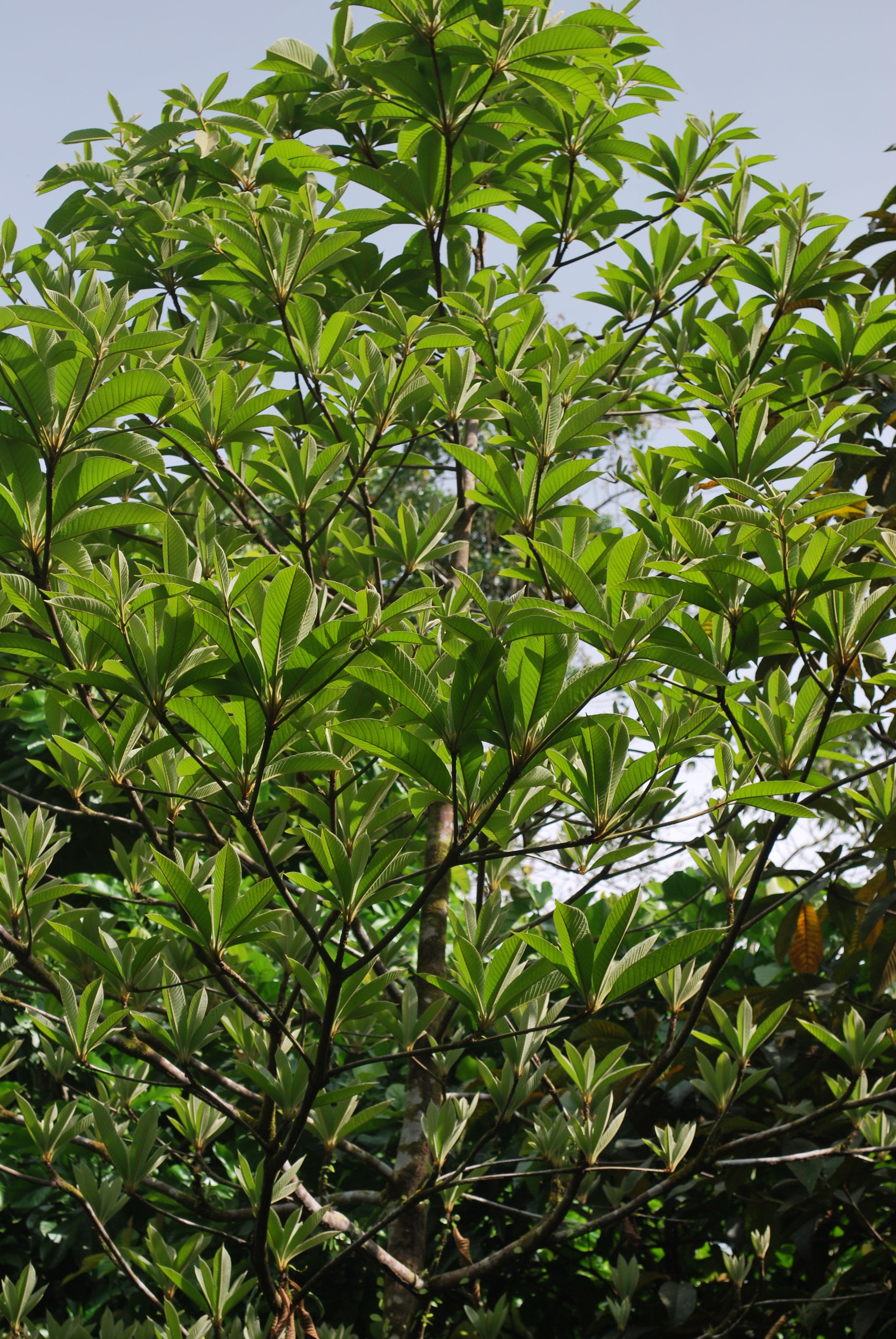 Betis tree 2 | Cainta Plant Nursery