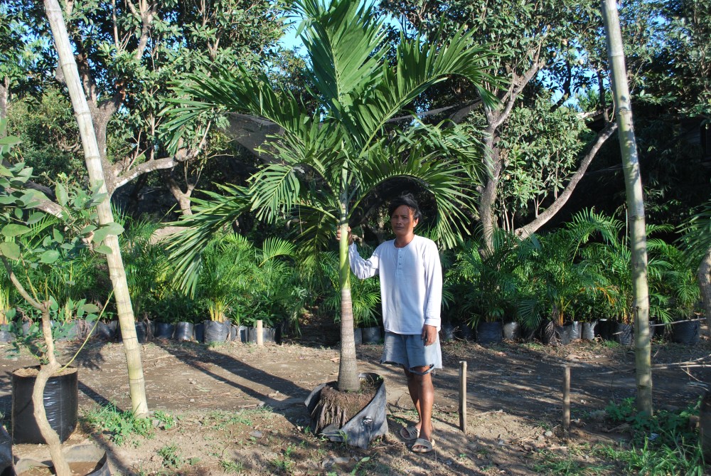bunga de china 4 | Cainta Plant Nursery