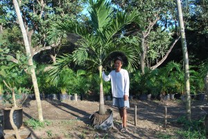 Bunga de China | Cainta Plant Nursery