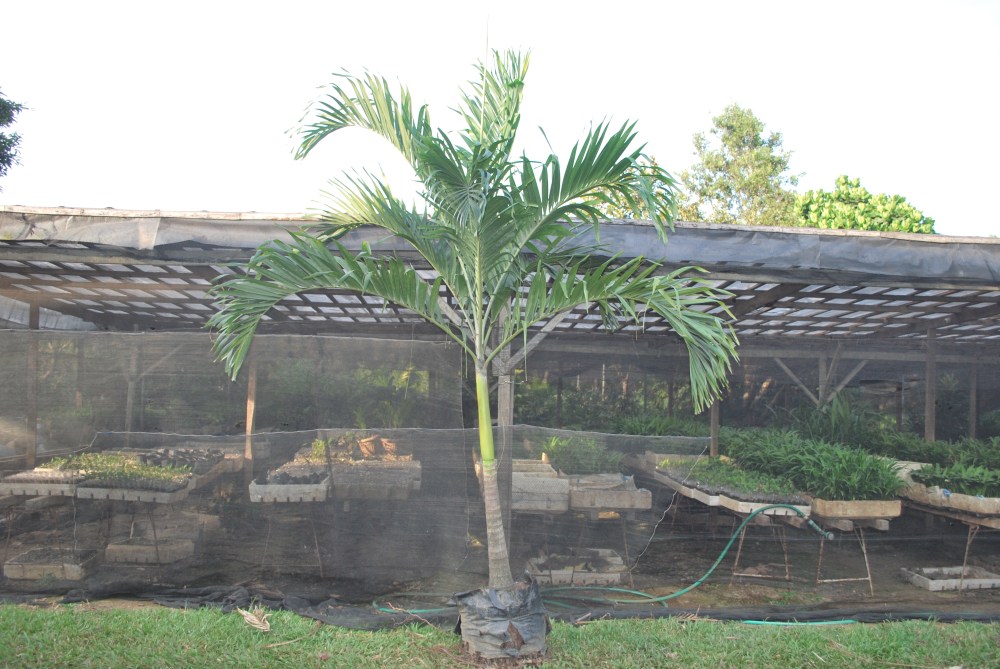 bunga de china 1 | Cainta Plant Nursery