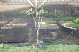 Calachuchi | Cainta Plant Nursery