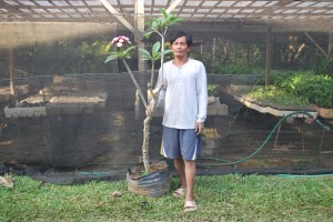 Calachuchi | Cainta Plant Nursery