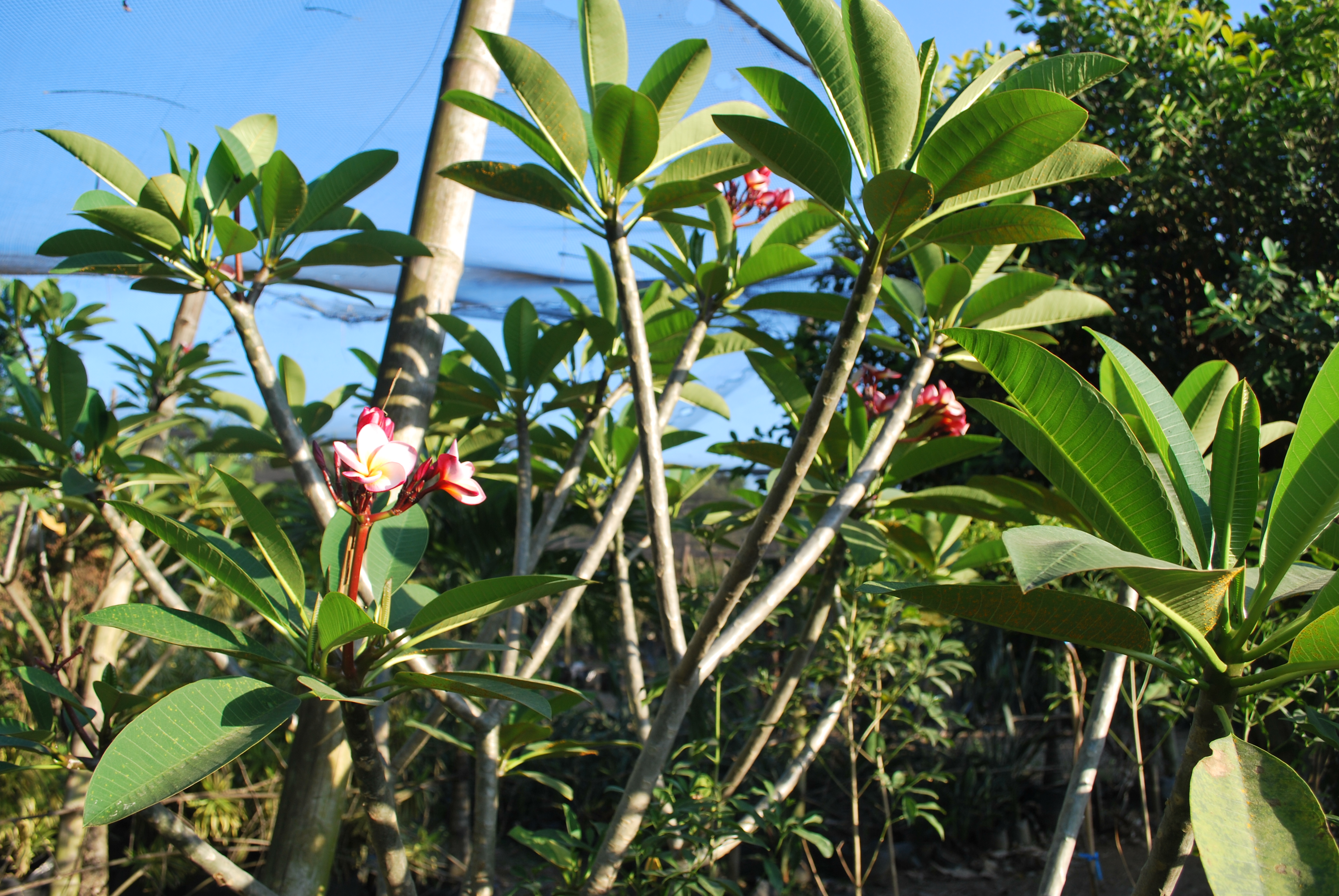 Calachuchi | Cainta Plant Nursery