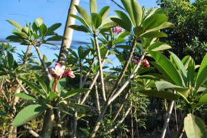 Calachuchi | Cainta Plant Nursery