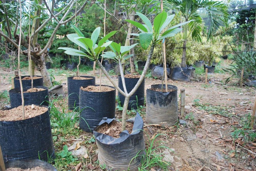 calachuchi 3 | Cainta Plant Nursery