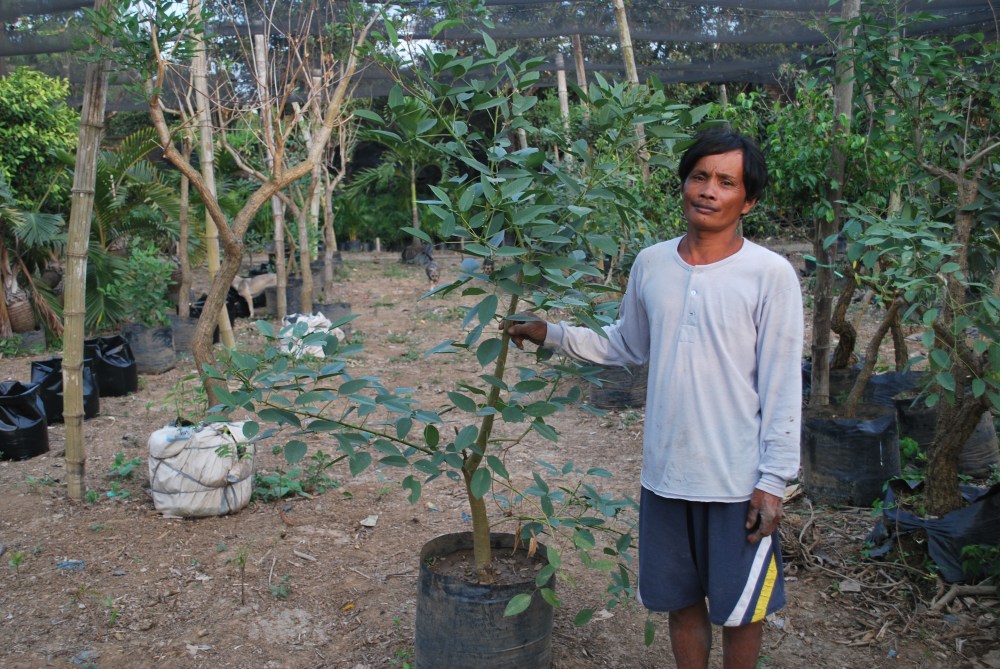 coral tree 1 | Cainta Plant Nursery