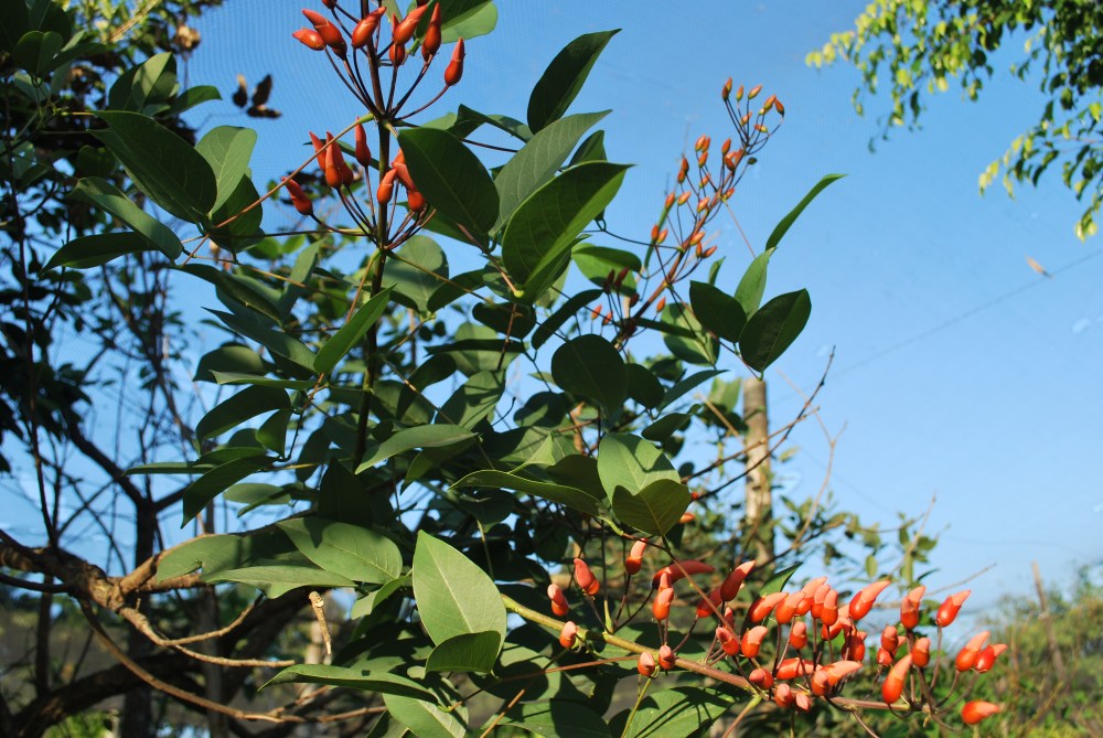 coral tree flower 3 | Cainta Plant Nursery