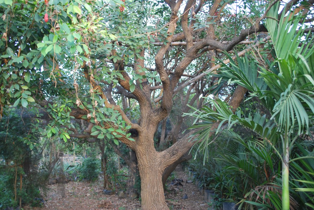 coral tree 2 | Cainta Plant Nursery