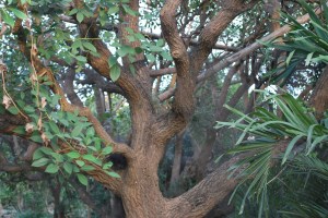 Coral tree | Cainta Plant Nursery