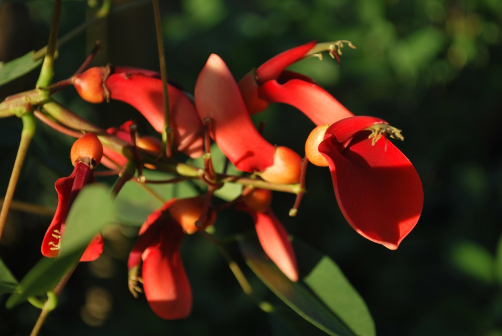 coral tree flower 1 | Cainta Plant Nursery