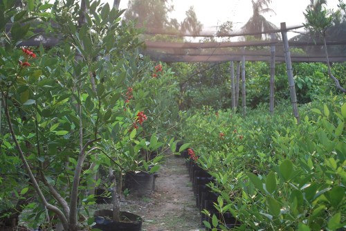 coral tree 4 | Cainta Plant Nursery