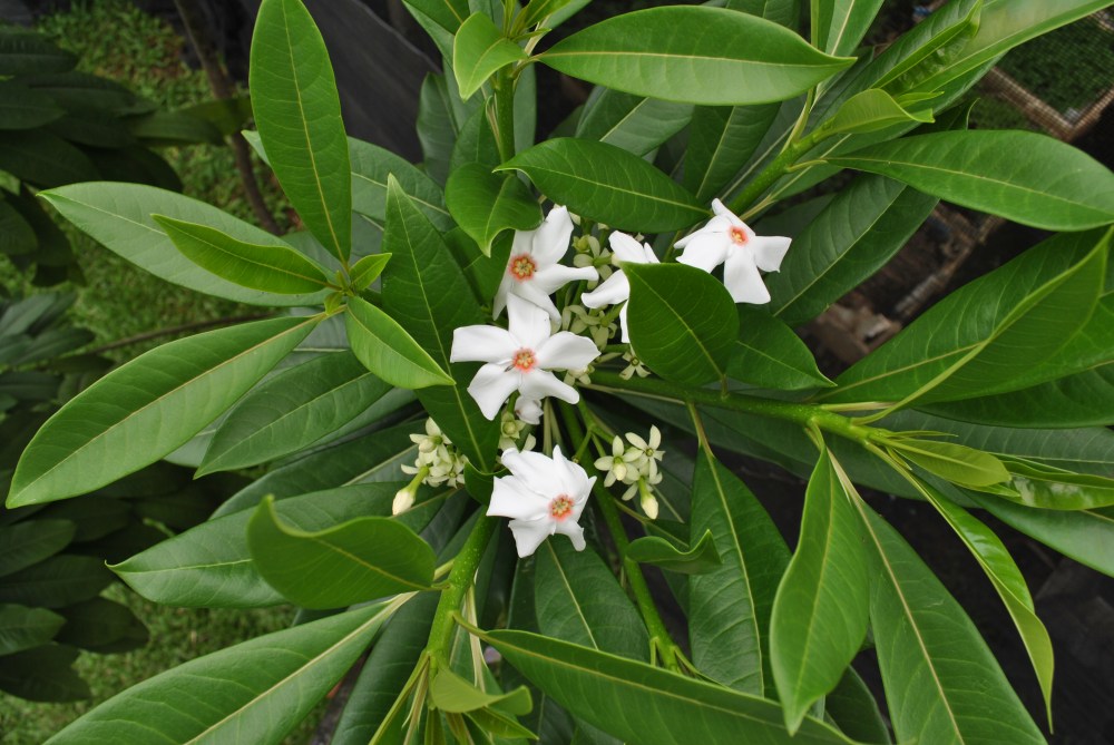 cerbera flowers 1 | Cainta Plant Nursery