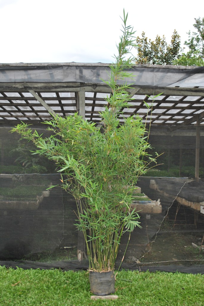 mini bamboo 7 | Cainta Plant Nursery