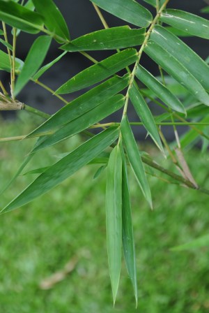 Mini Bamboo | Cainta Plant Nursery