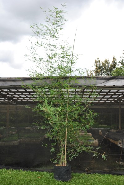Bamboo | Cainta Plant Nursery