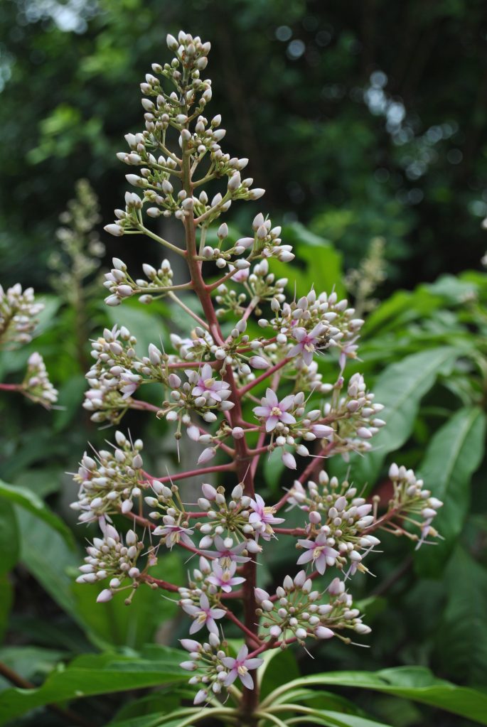 aunasin flowers 5 | Cainta Plant Nursery