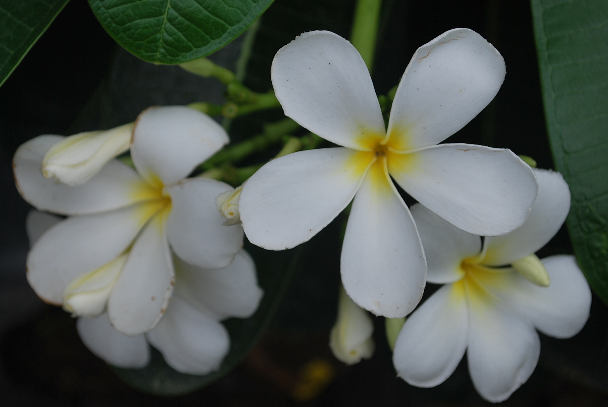 Calachuchi | Cainta Plant Nursery