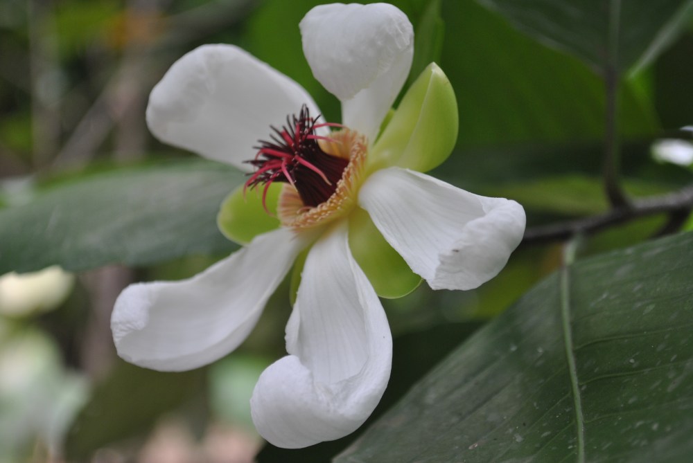 Cainta Plant Nursery | For Your Tree Planting Projects, Landscaping ...