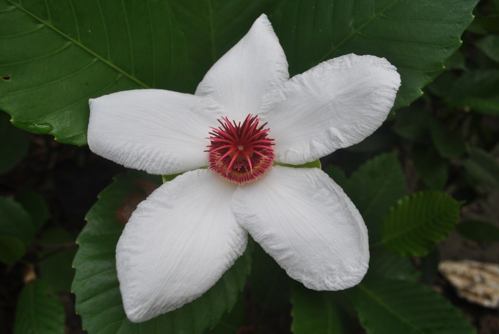 Cainta Plant Nursery | For Your Tree Planting Projects, Landscaping ...