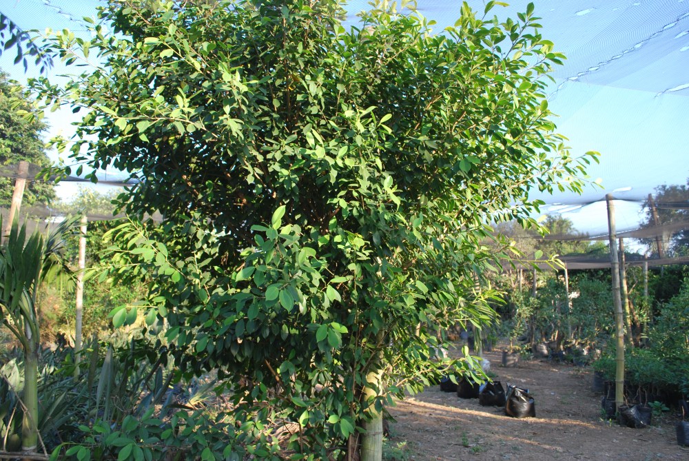 ficus benjamina 5 | Cainta Plant Nursery