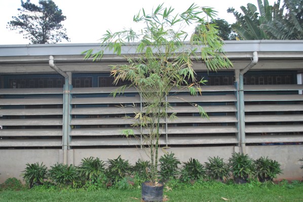 Bamboo | Cainta Plant Nursery