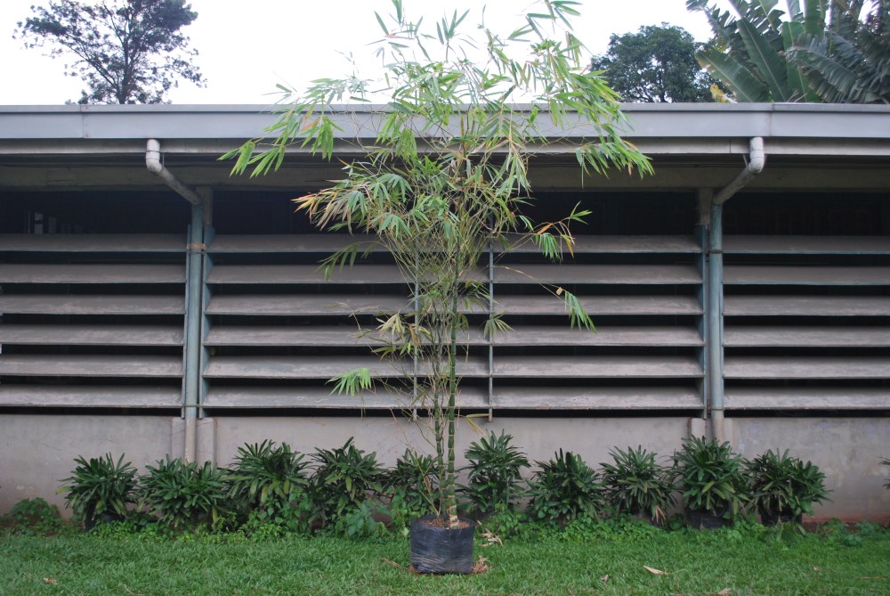 giant buddha bamboo 1 | Cainta Plant Nursery