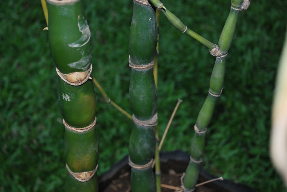 giant buddha bamboo 3 | Cainta Plant Nursery