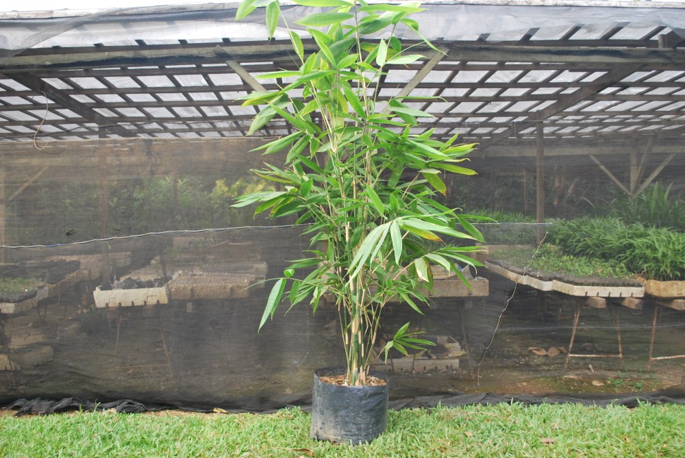 green buho 2 | Cainta Plant Nursery