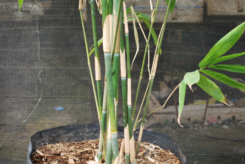 green buho 4 | Cainta Plant Nursery